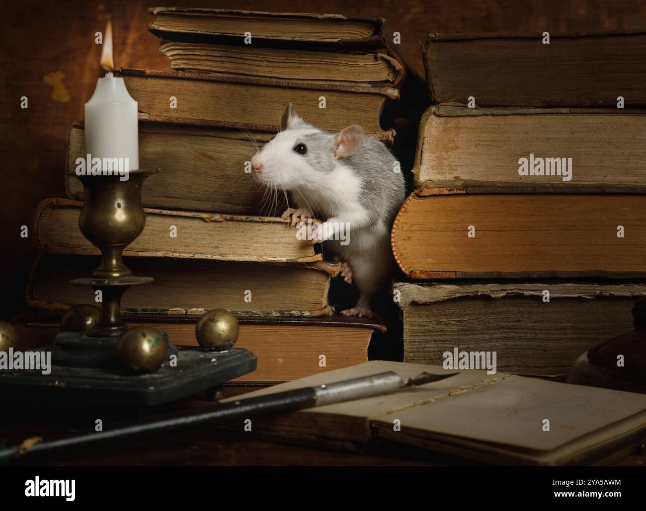 Small cute gray rat crawls between old books on the table with a ...