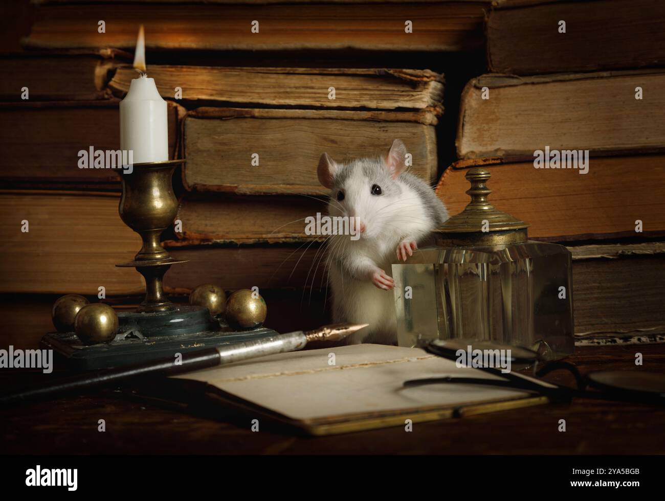 Small cute gray rat runs around among between old books on the table ...