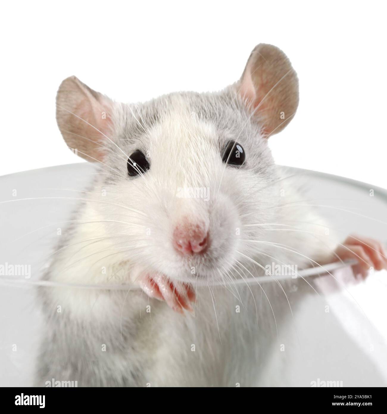 Portrait of a funny rat looking out of a glass on a white background ...