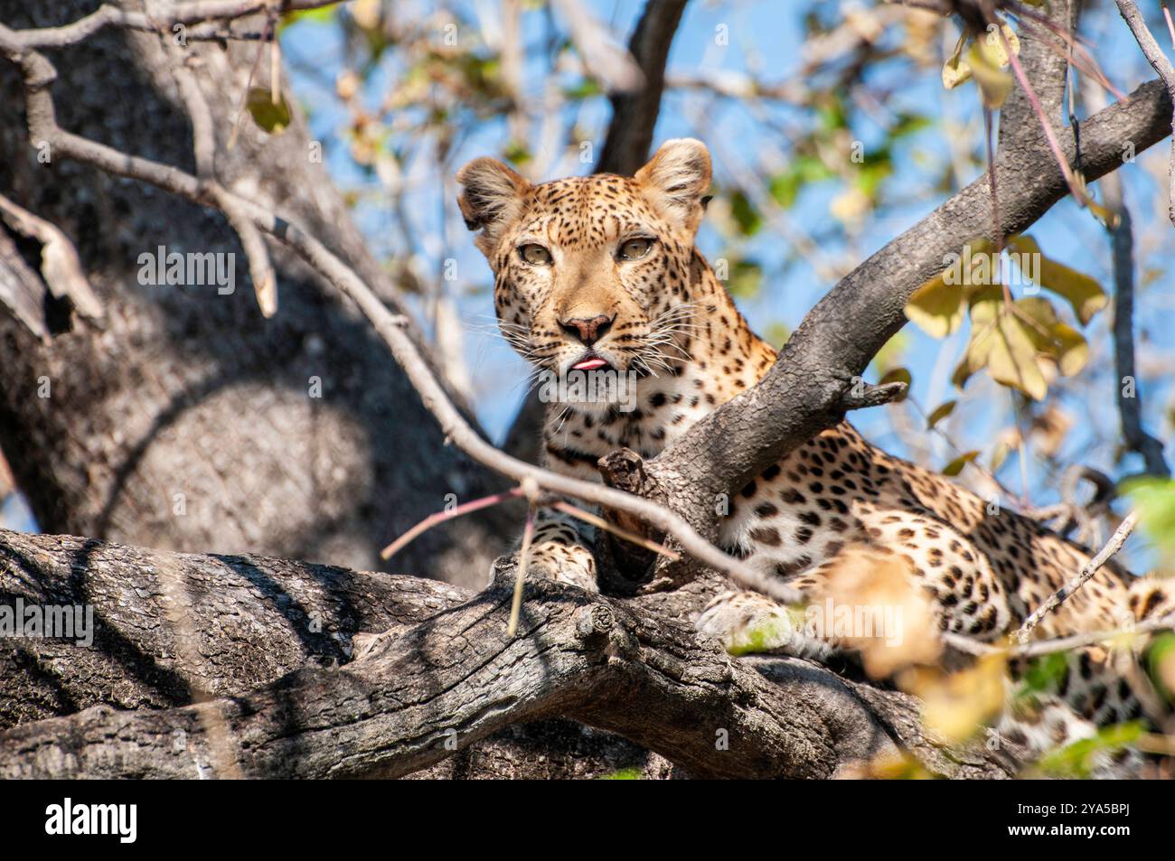 Female leopard sitting high in a tree on a thick trunk staring at the ...