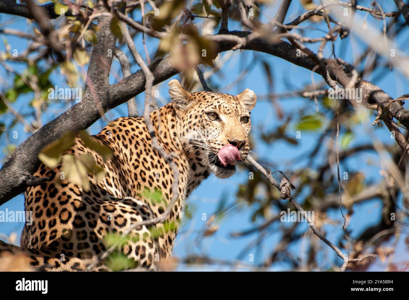 Leopard relaxing in tree in botswana hi-res stock photography and ...