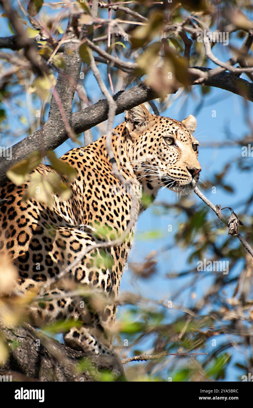 Female leopard sitting high in a tree on a thick trunk staring at the ...