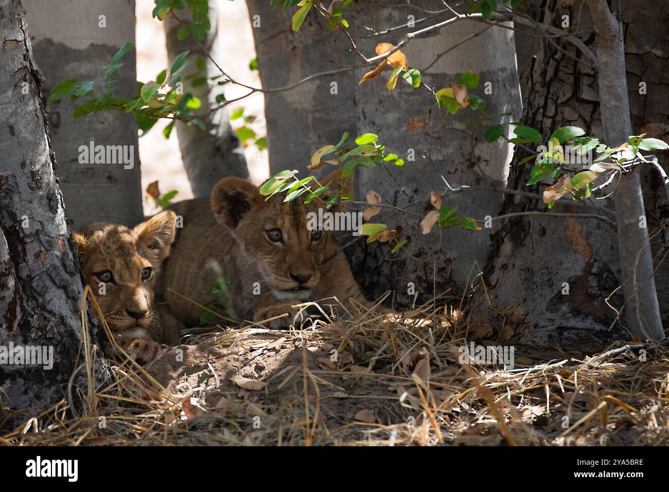 Two tiny lion cubs peeking out from their hiding place in between the ...