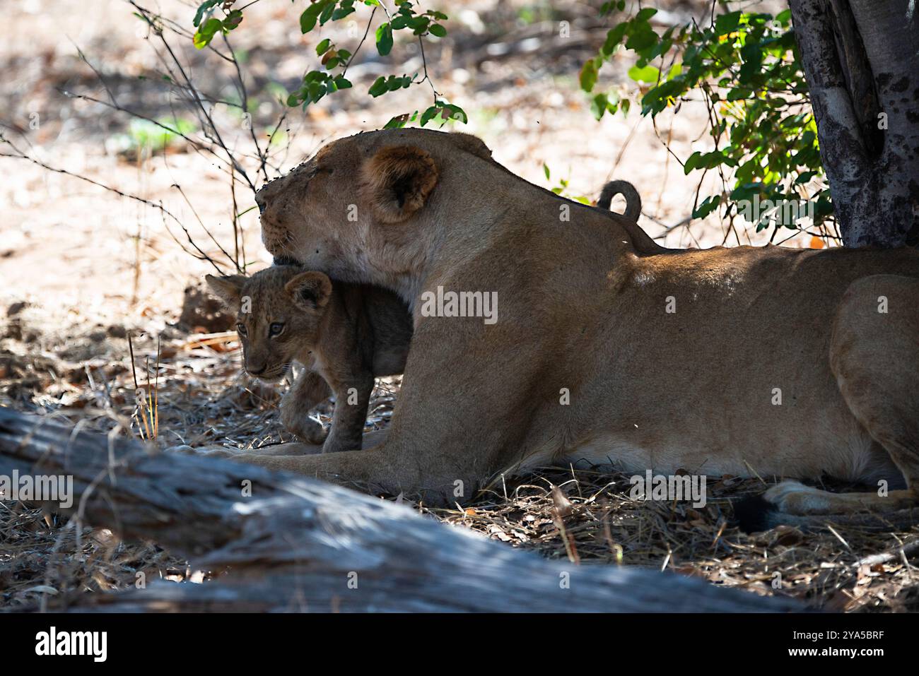 Lioness panthera leo small hi-res stock photography and images - Alamy