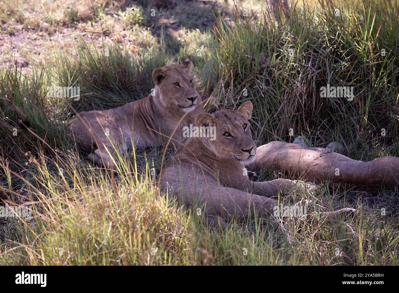 Group of lionesses hi-res stock photography and images - Alamy