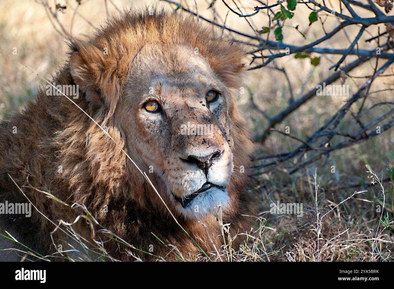 Old black lion hay hi-res stock photography and images - Alamy