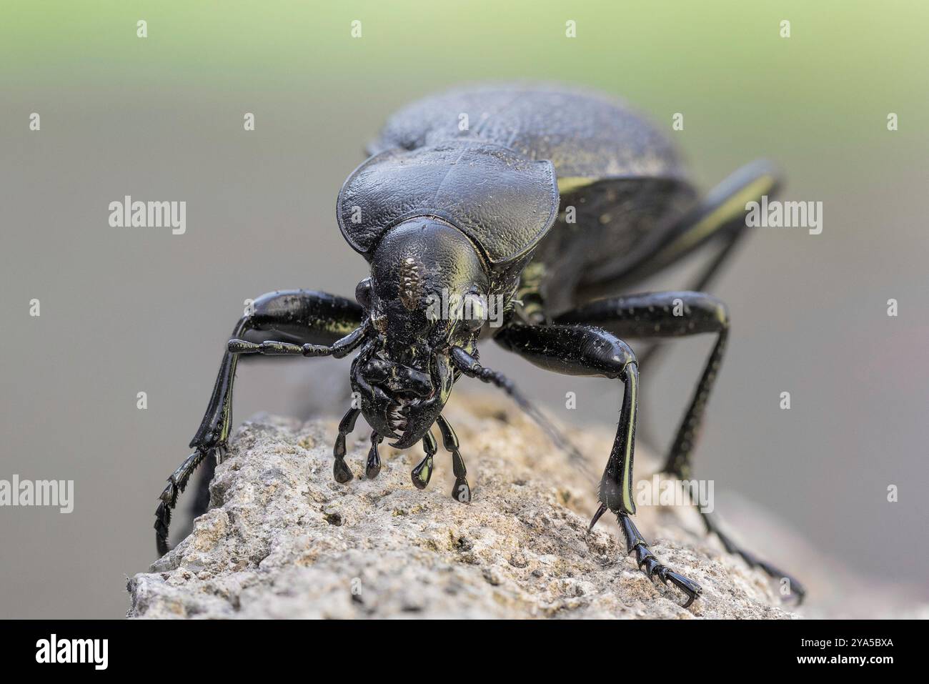 a detailed macro shot of Carabus coriaceus beetle showcasing its ...