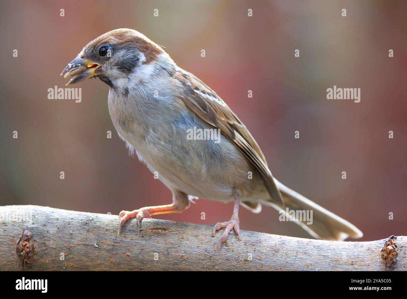 male tree sparrow perched in the garden, tiny birds, wildlife (Passer ...