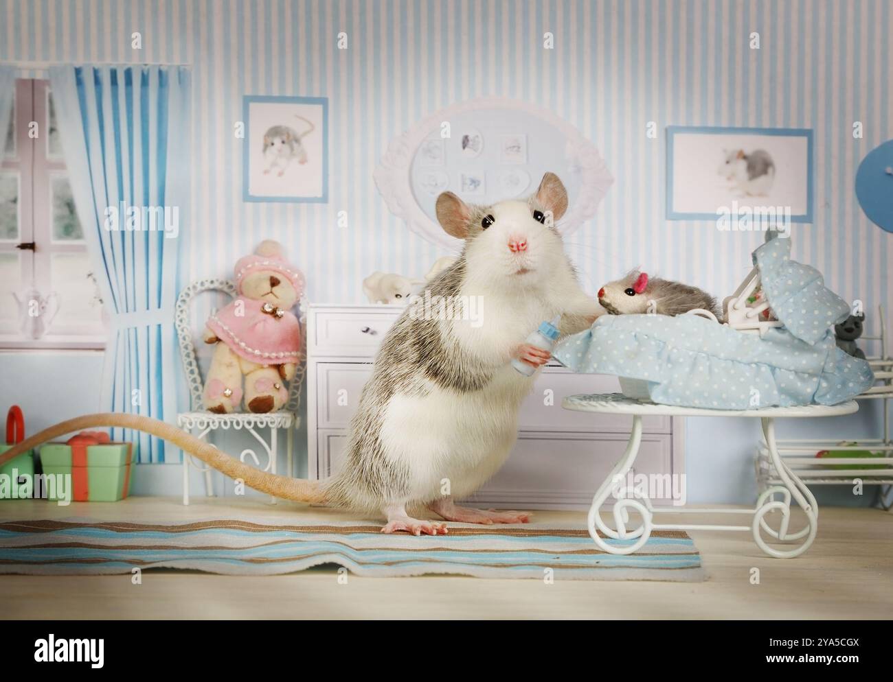 Grey rat mother feeds her baby milk from a bottle in her cozy house ...