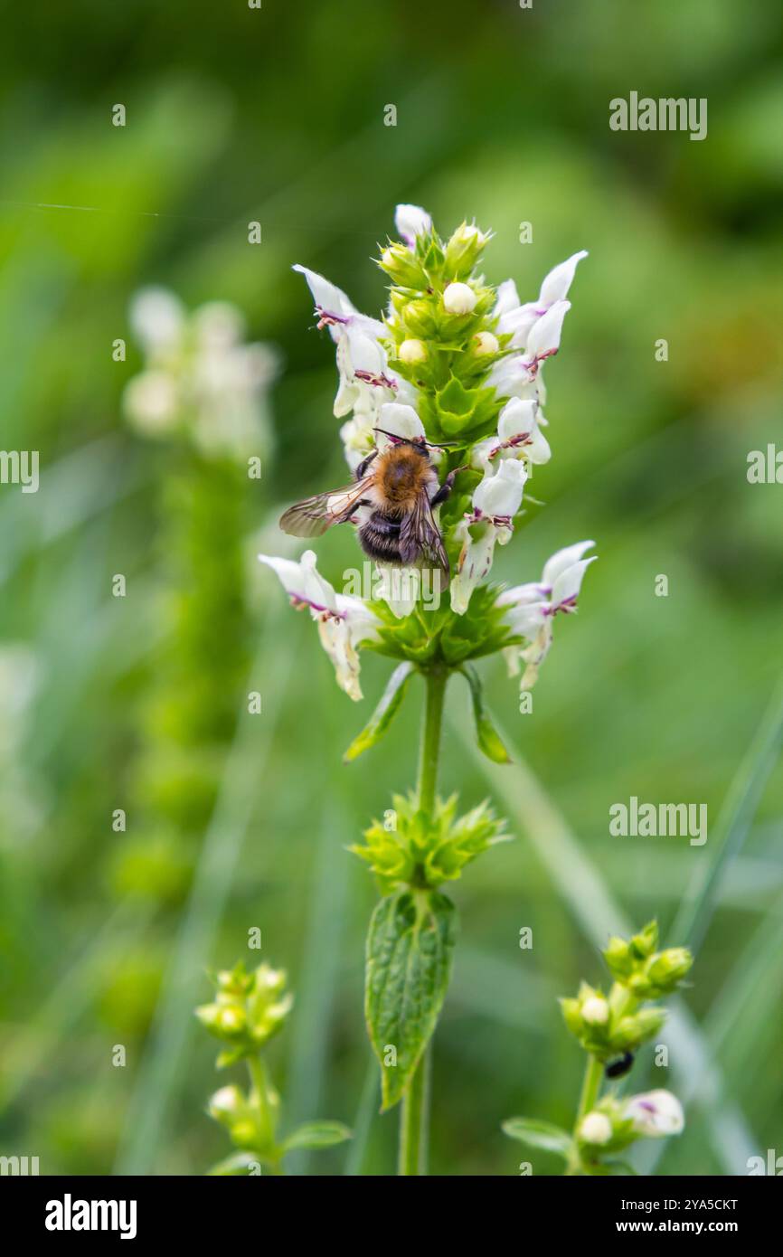 Annual wild flower hi-res stock photography and images - Alamy
