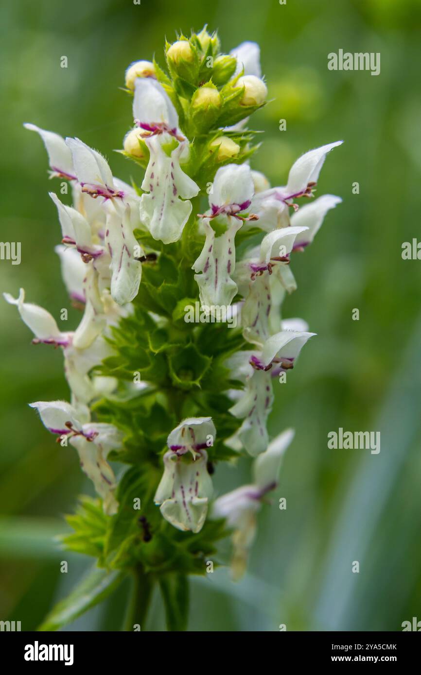 Stachys sp hi-res stock photography and images - Alamy