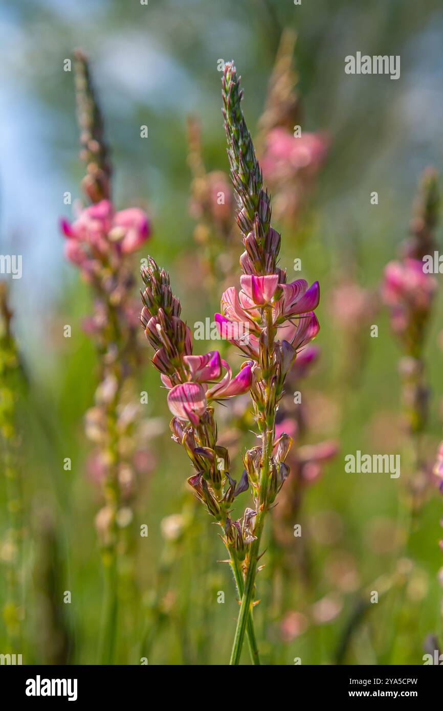 Closeup common sainfoin flowers hi-res stock photography and images - Alamy