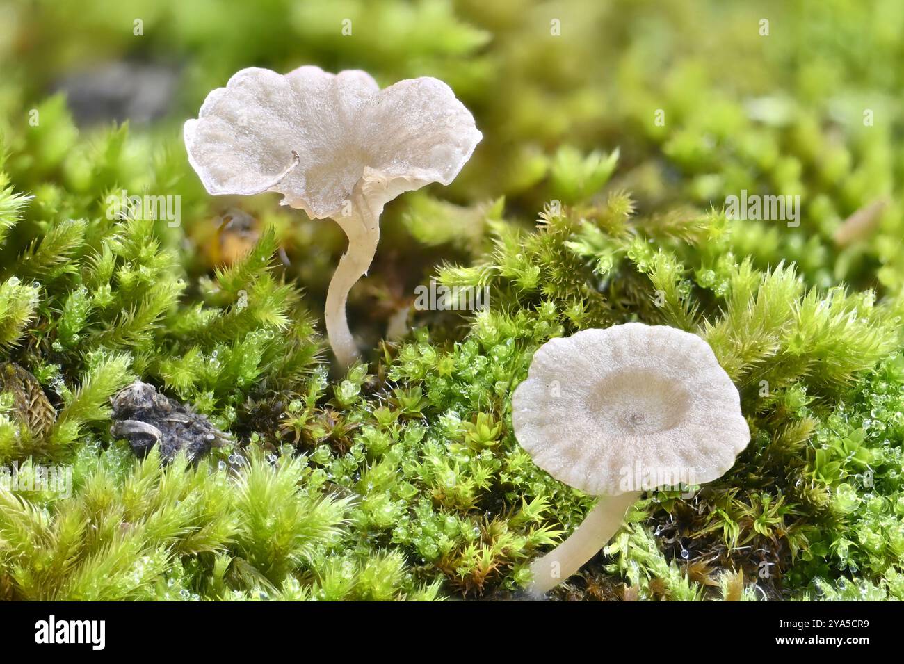 Moss and fungus (Arrhenia sp) growing on a wall. Early October, Kent ...