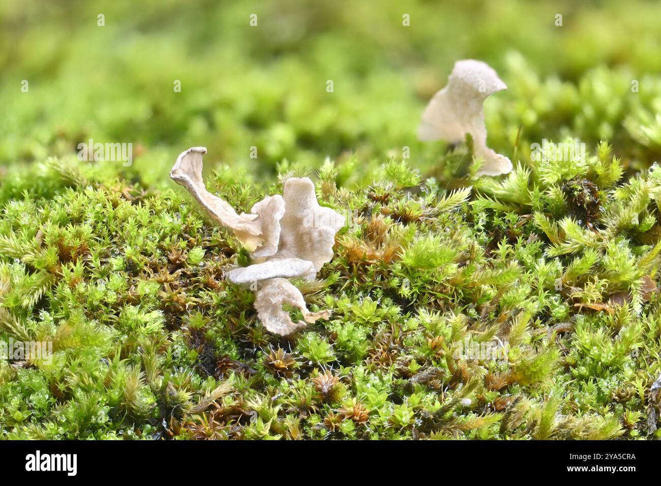 Moss and fungus growing on a wall. Early October, Kent, UK Stock Photo ...