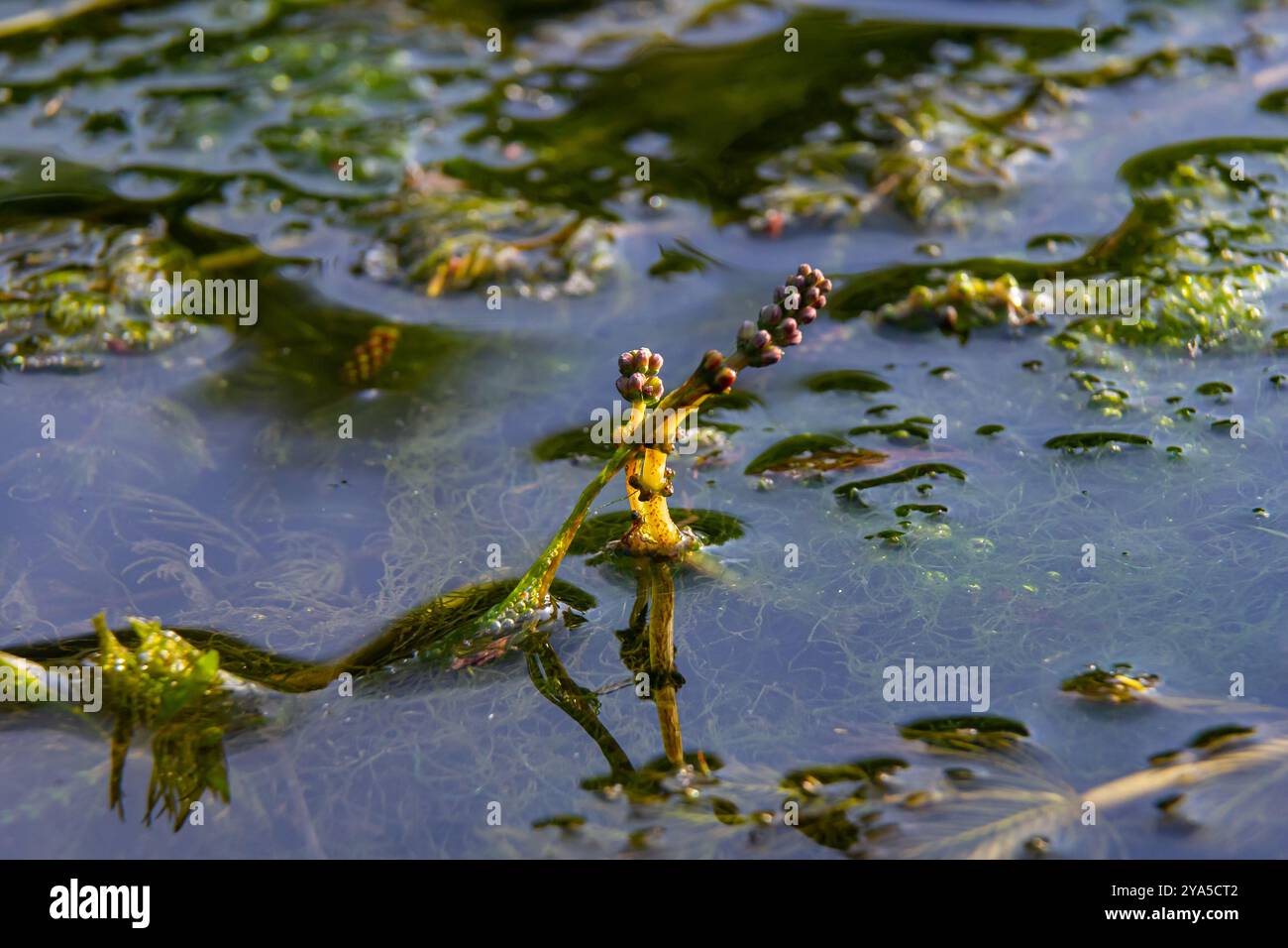 Ceratophyllum demersum aquatic plant in a stream Stock Photo - Alamy
