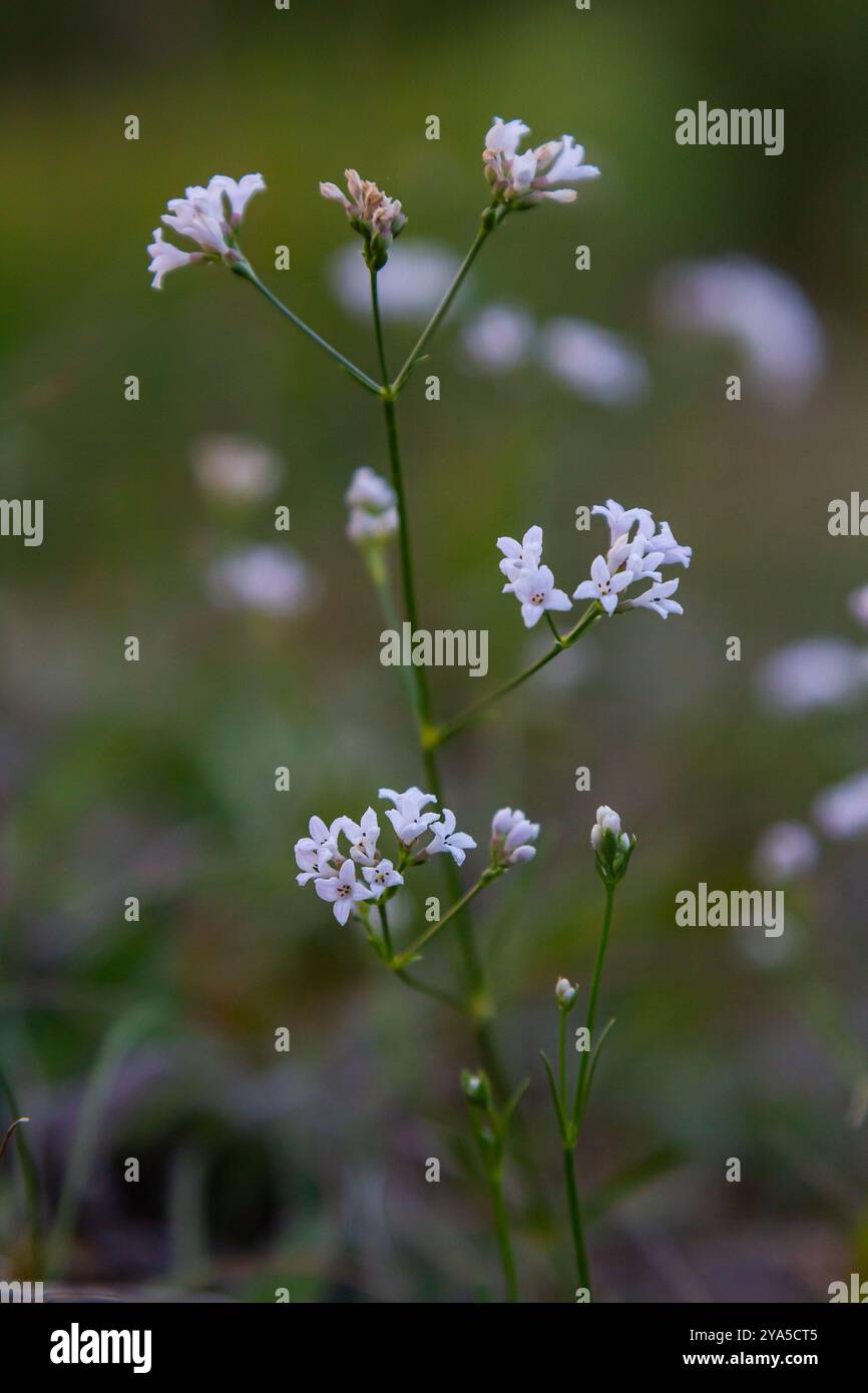 Macro photo of a dyer woodruff flower, Asperula tinctoria Stock Photo ...
