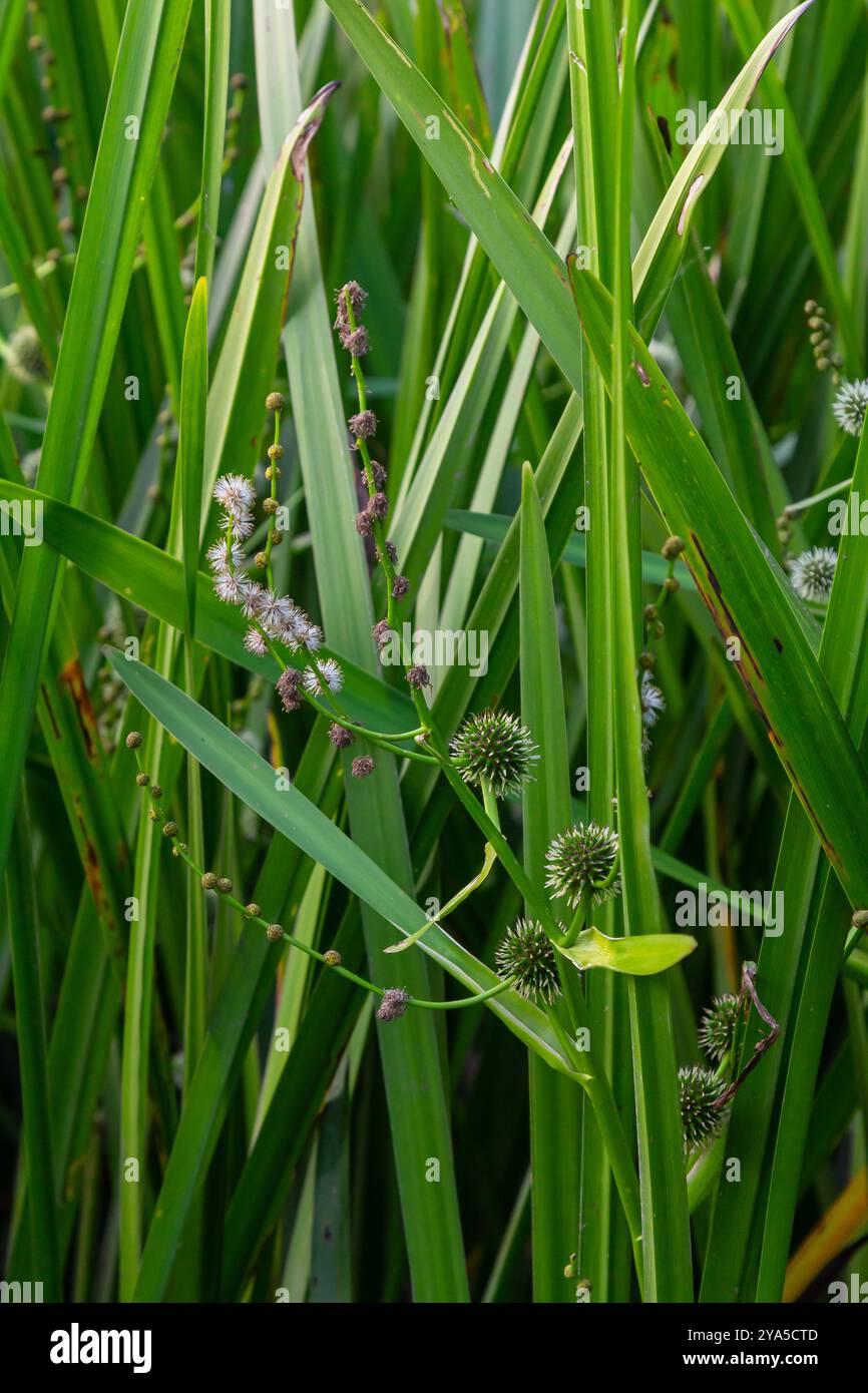 Branched hedgehog Sparganium erectum - flowering plant in the garden ...