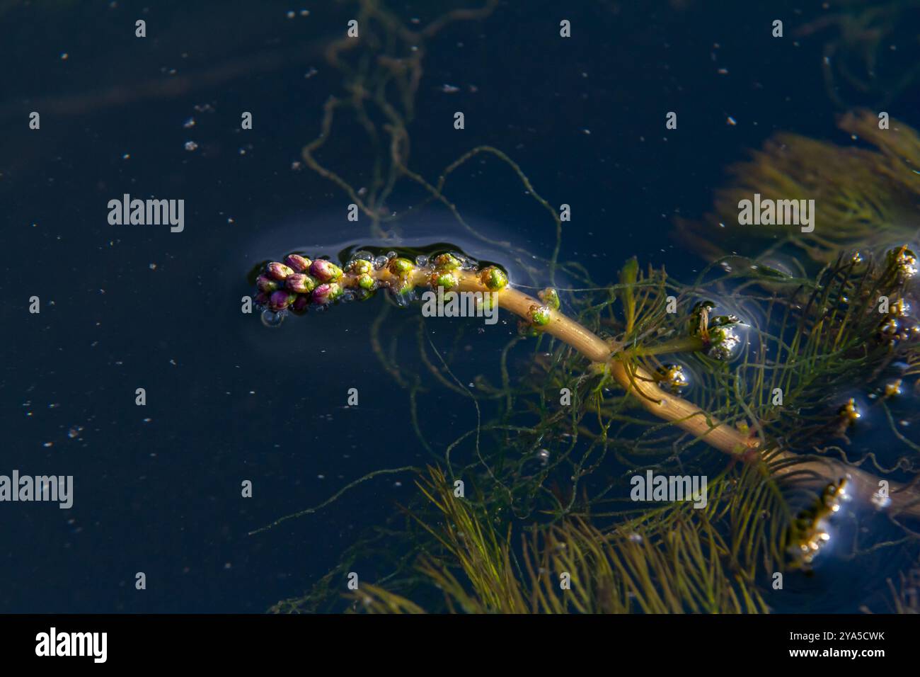 Ceratophyllum demersum aquatic plant in a stream Stock Photo - Alamy