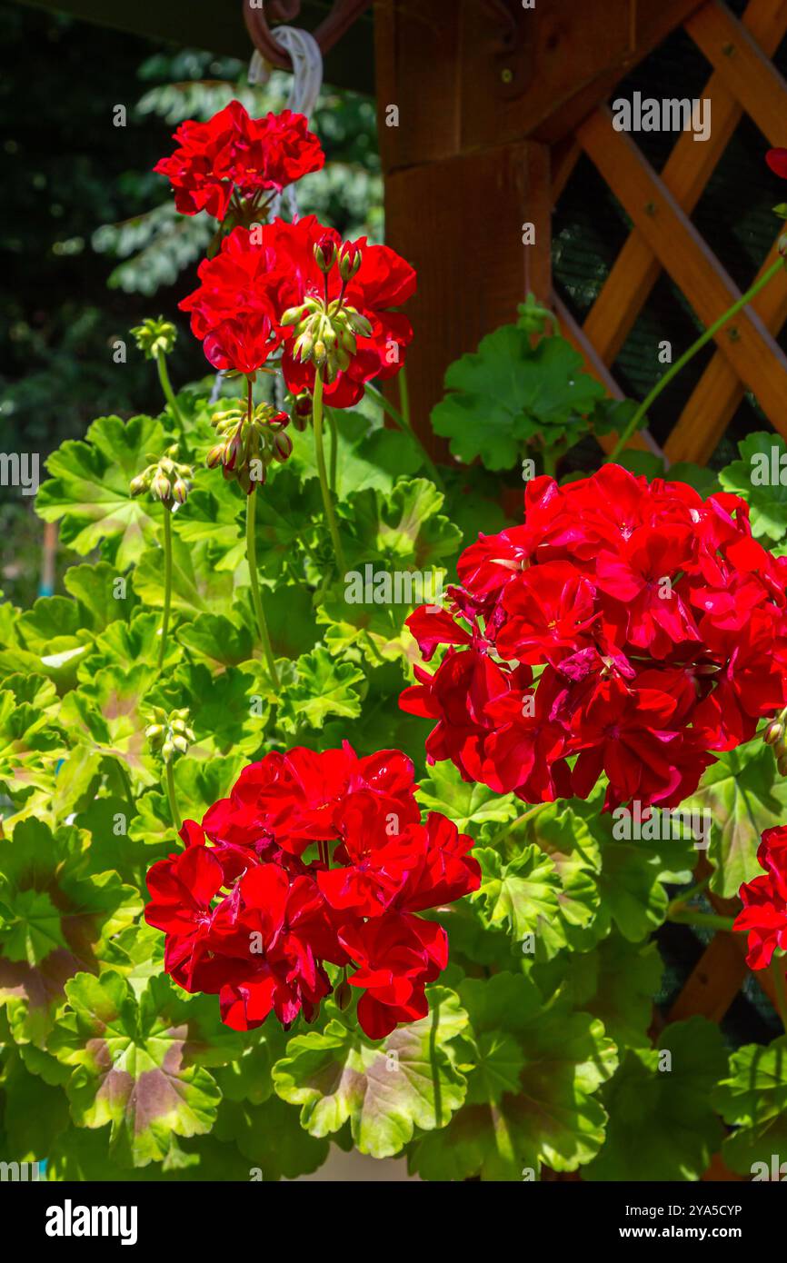 Ivy geranium hi-res stock photography and images - Alamy