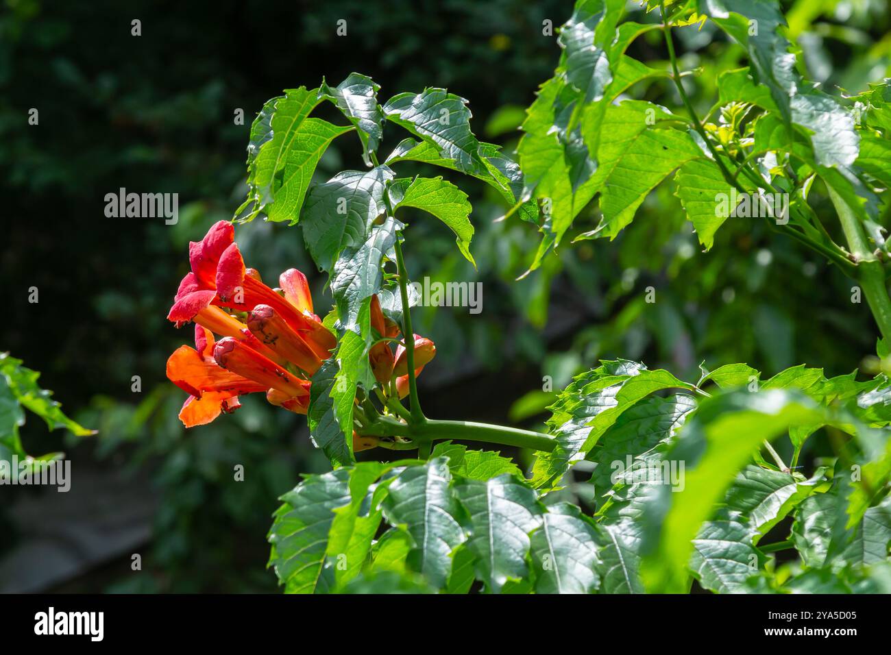 Bright red flowers of the trumpet vine or trumpet creeper - Campsis ...