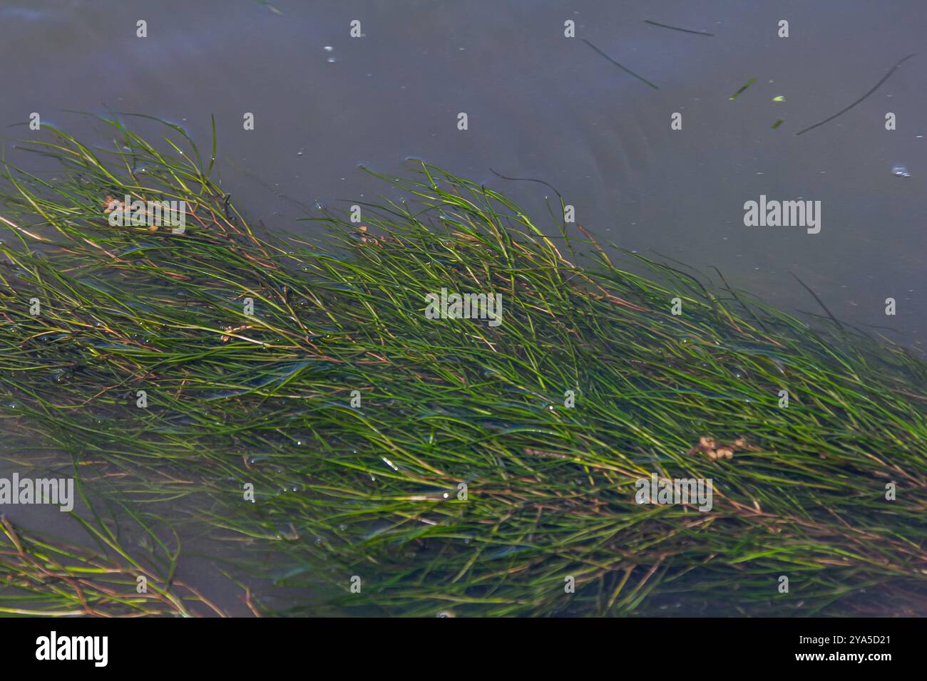 Hygroamblystegium varium hi-res stock photography and images - Alamy