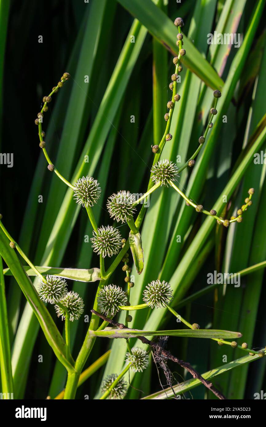Branched hedgehog Sparganium erectum - flowering plant in the garden ...