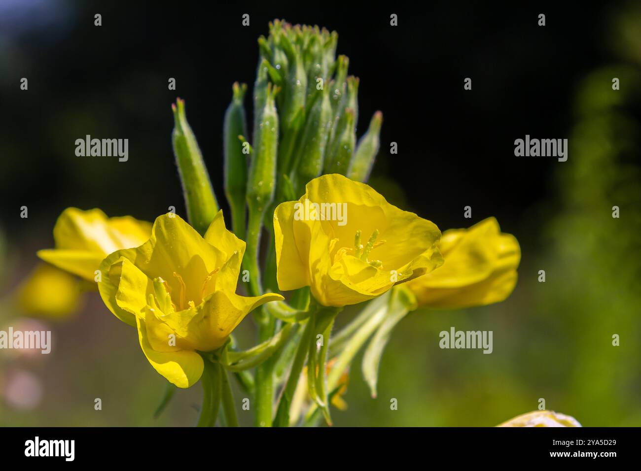 Yellow evening primrose Oenothera biennis, medicine plant for cosmetics ...