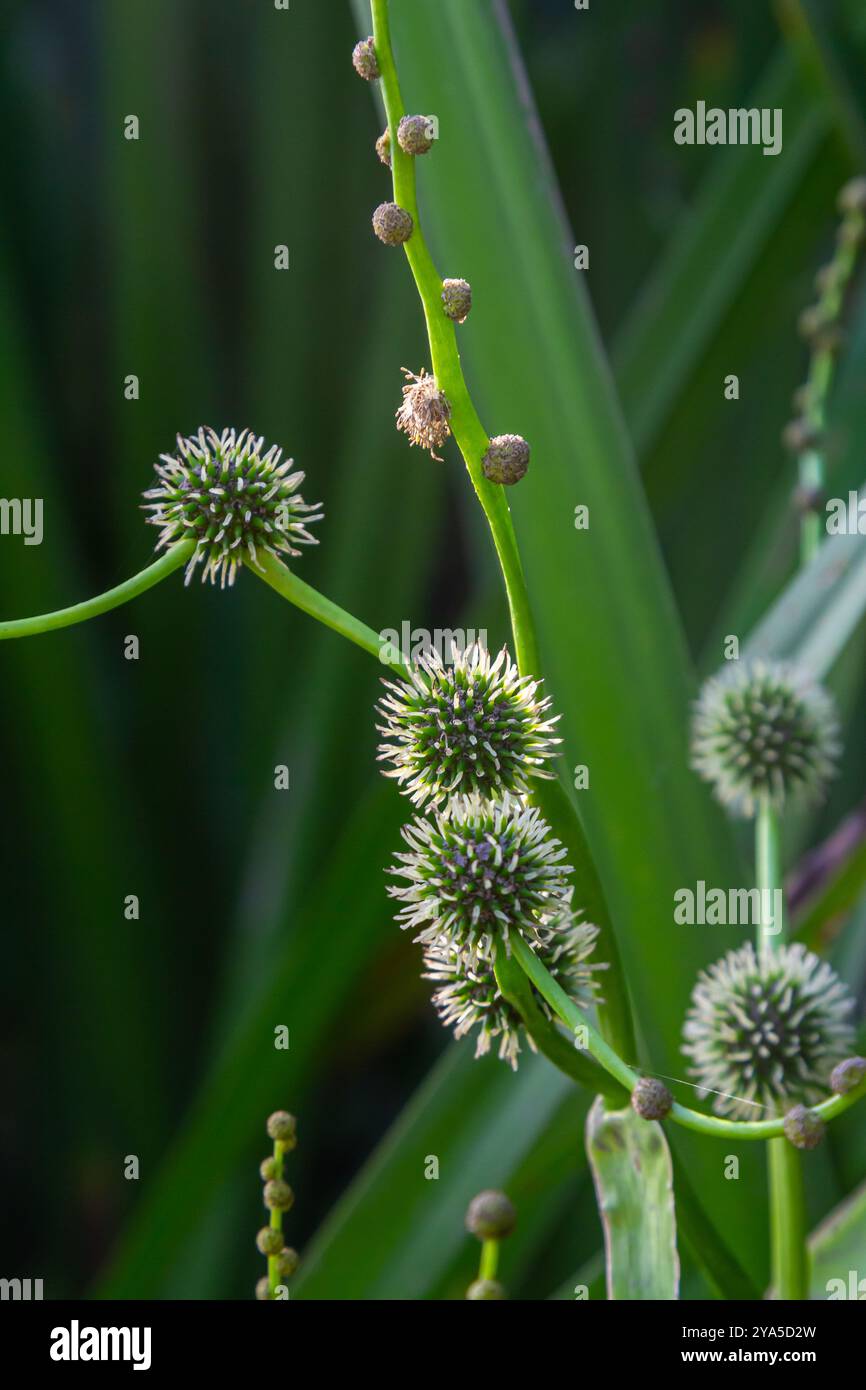 Branched hedgehog Sparganium erectum - flowering plant in the garden ...