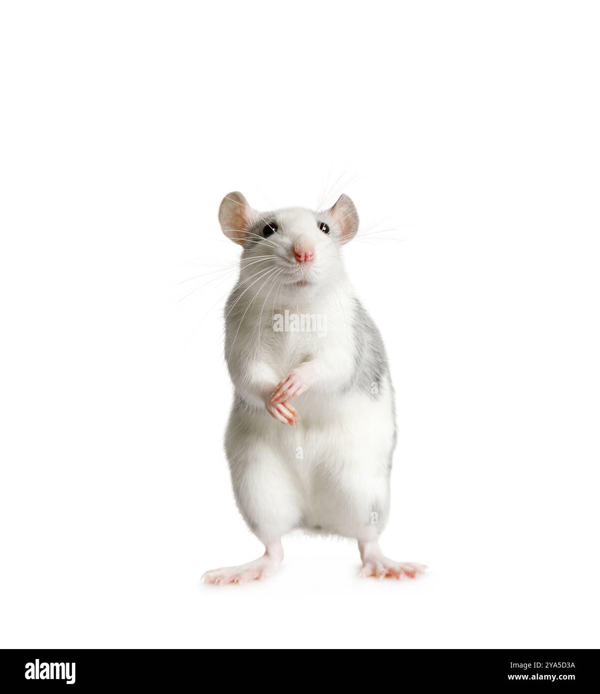 Funny rat standing on his hind legs isolated on a white background ...