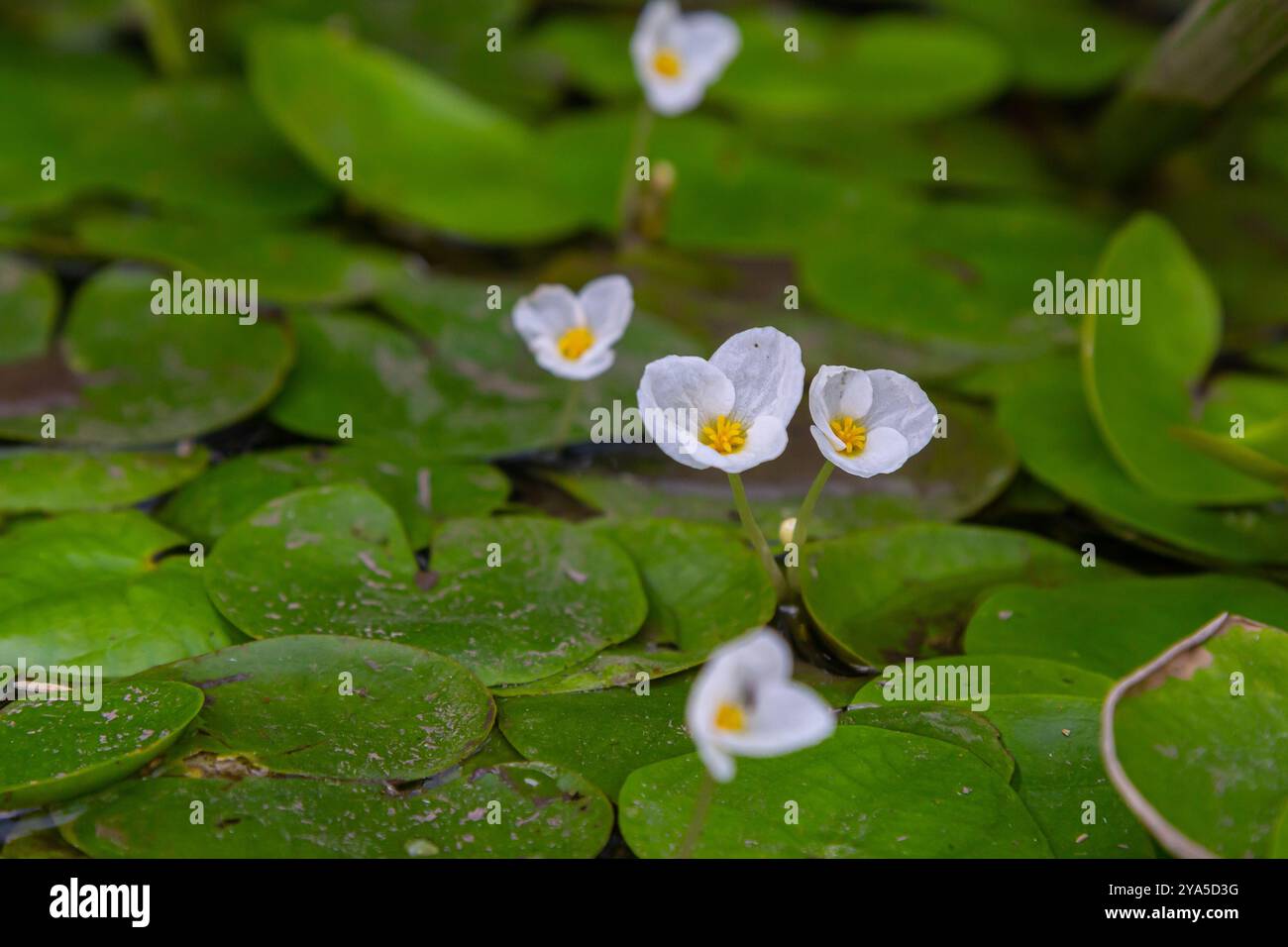 Hydrocharis morsus-ranae, frogbit, is a flowering plant belonging to ...