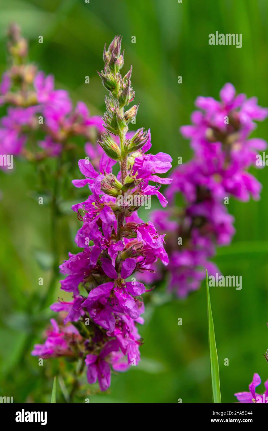 Lythraceae family hi-res stock photography and images - Alamy