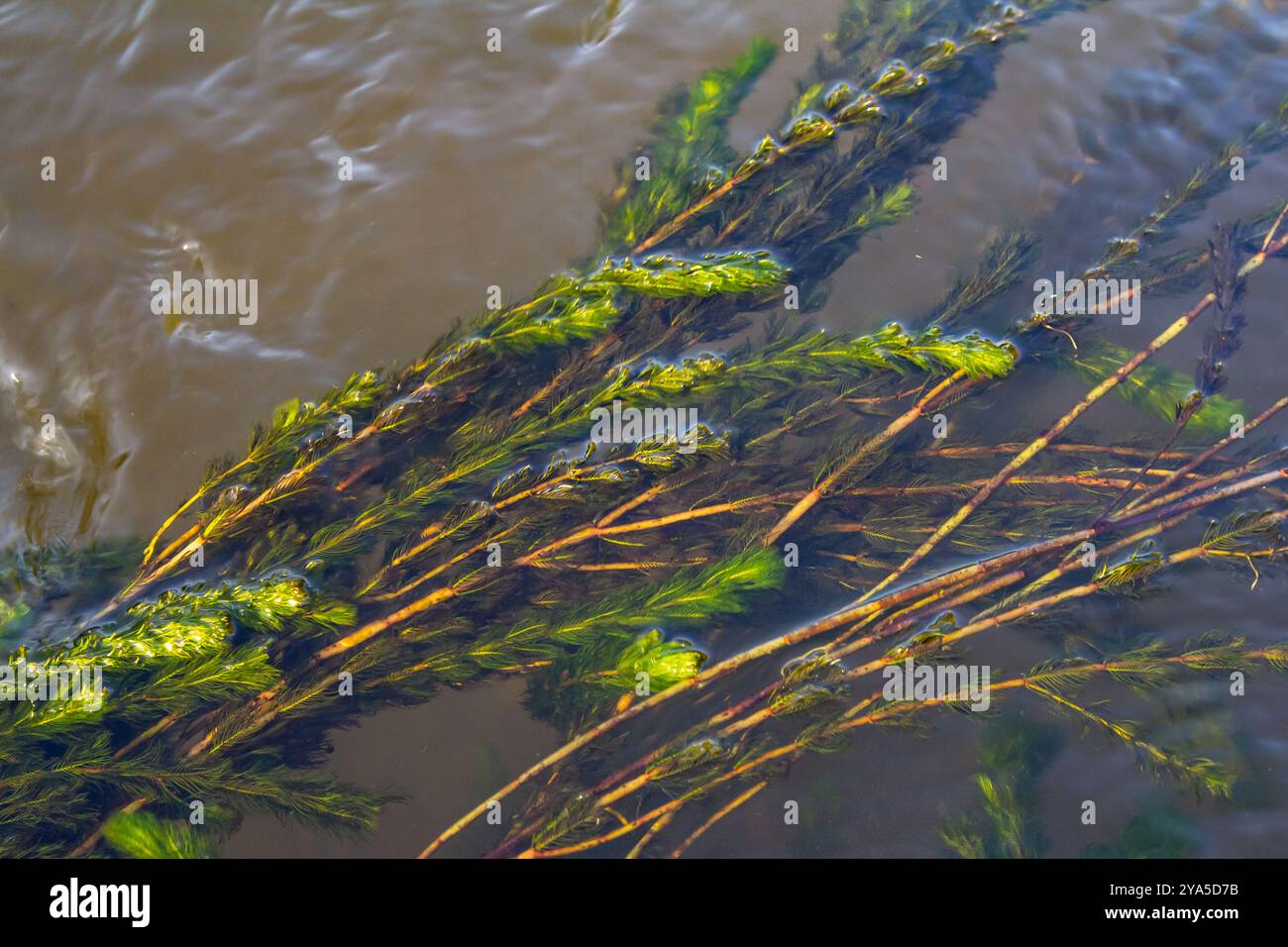Ceratophyllum demersum aquatic plant in a stream Stock Photo - Alamy