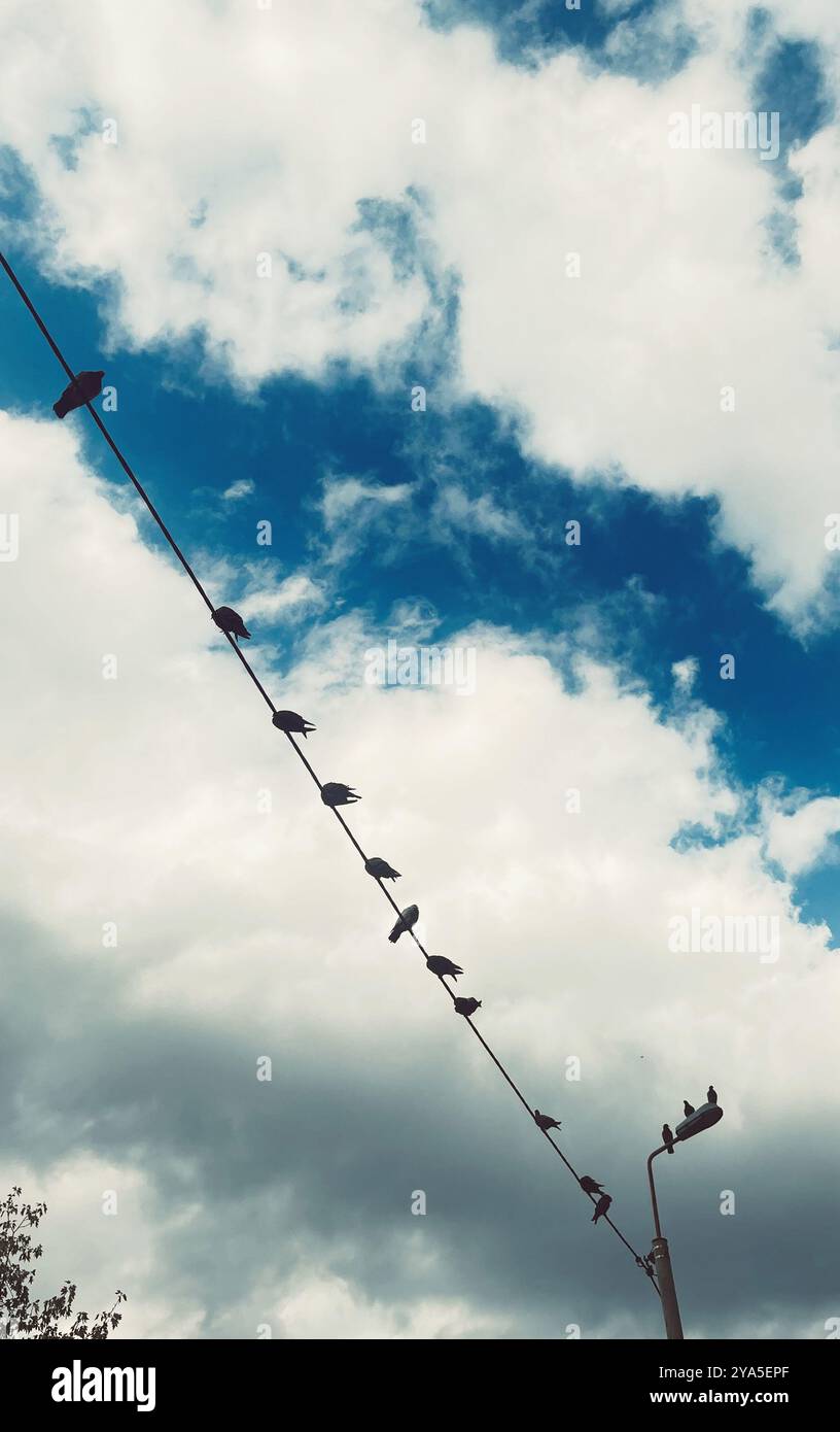Birds sit on power lines Stock Photo - Alamy