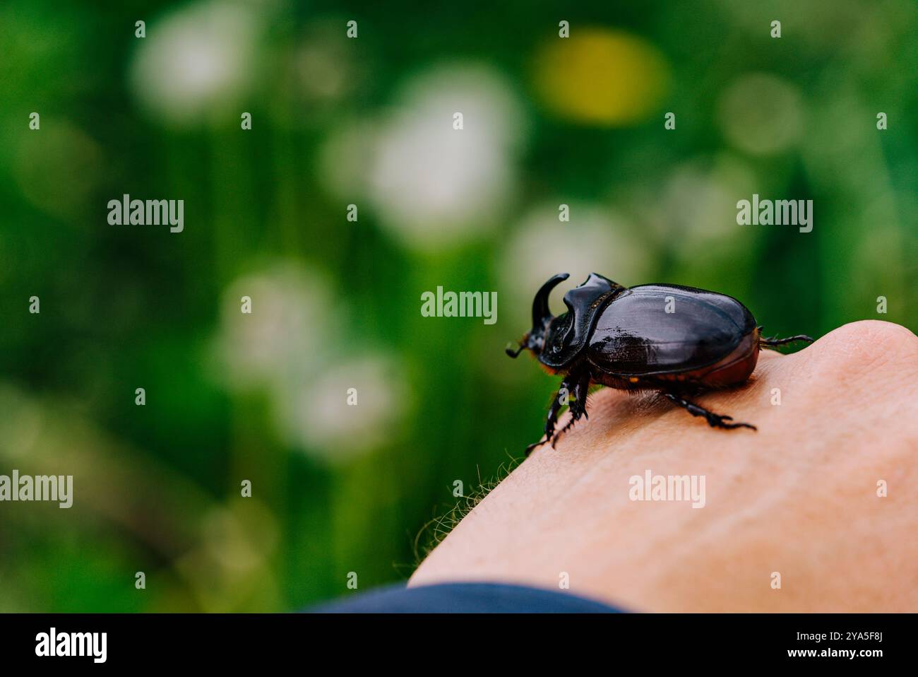 Black rhinoceros beetle with horns sits on a hand in a blue shirt ...