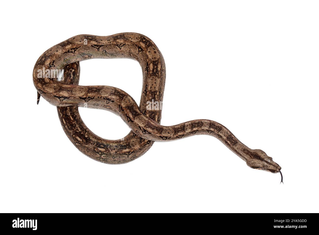 Boa Constrictor Snake Isolated on White Background - Exotic Wildlife ...