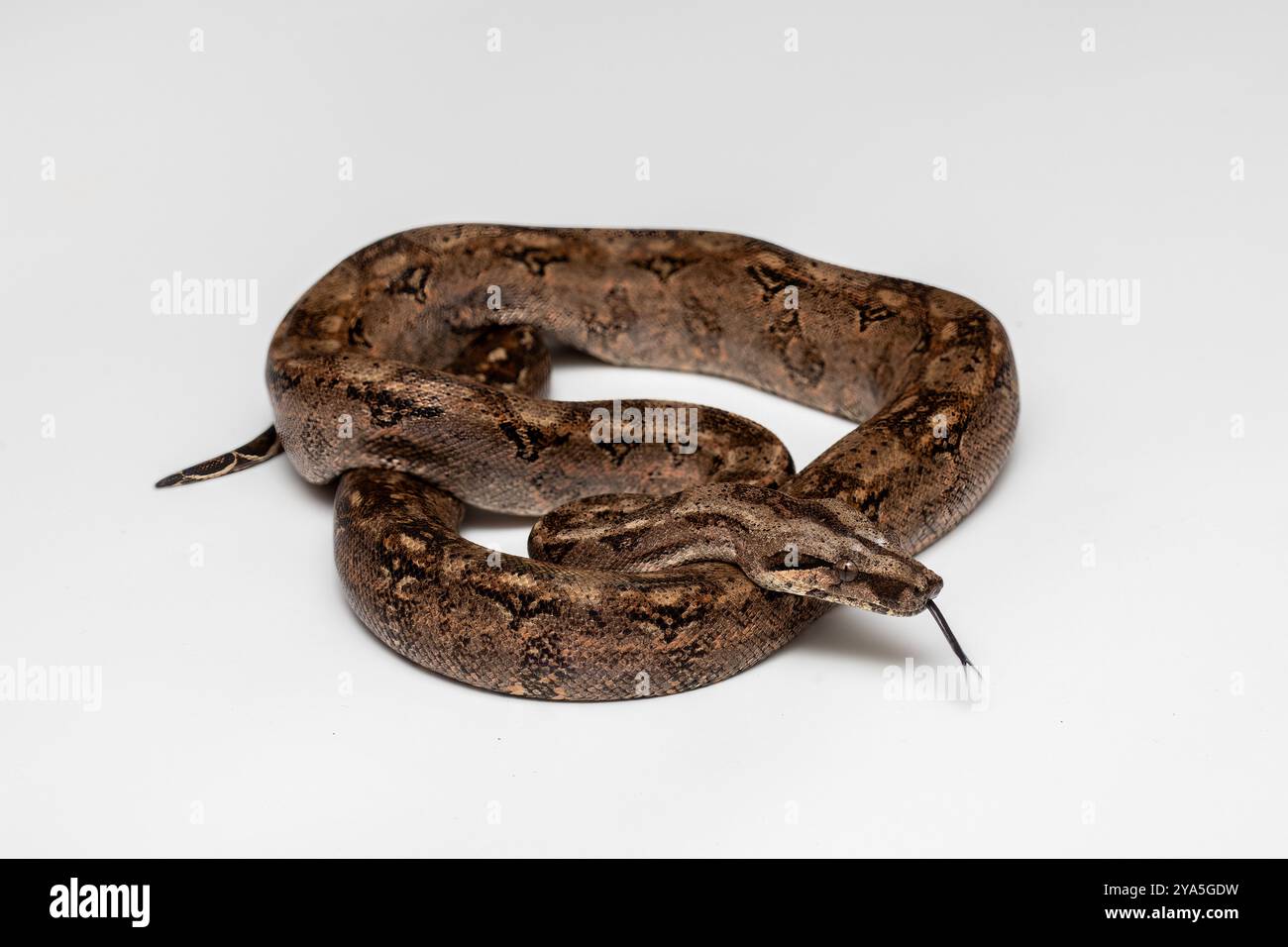 Boa Constrictor on White Background Stock Photo - Alamy