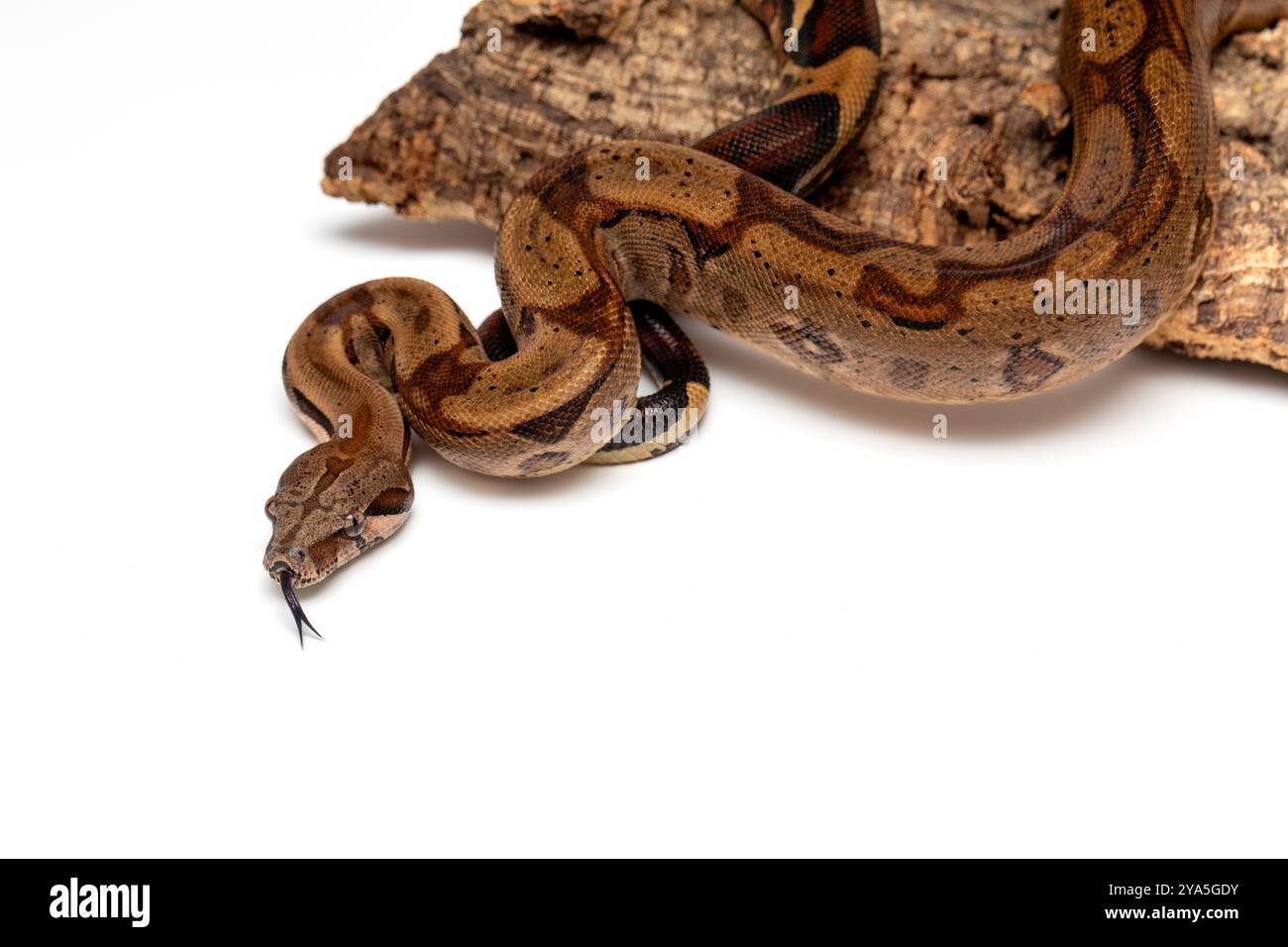 Boa Constrictor Snake Isolated on White Background - Stock Photo of ...