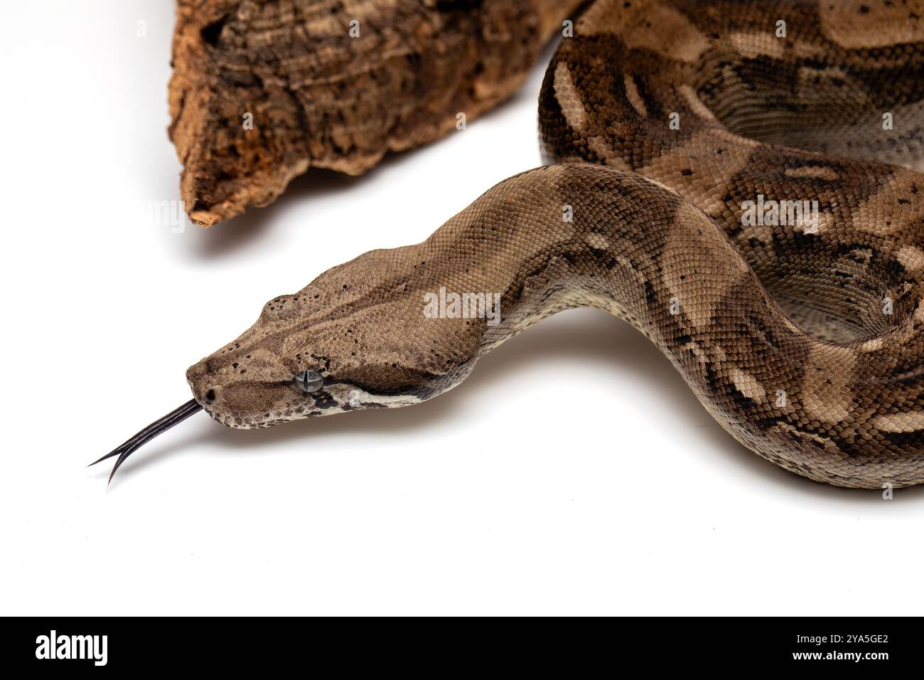 Boa Constrictor Snake - High-Quality Wildlife Stock Photo - White ...