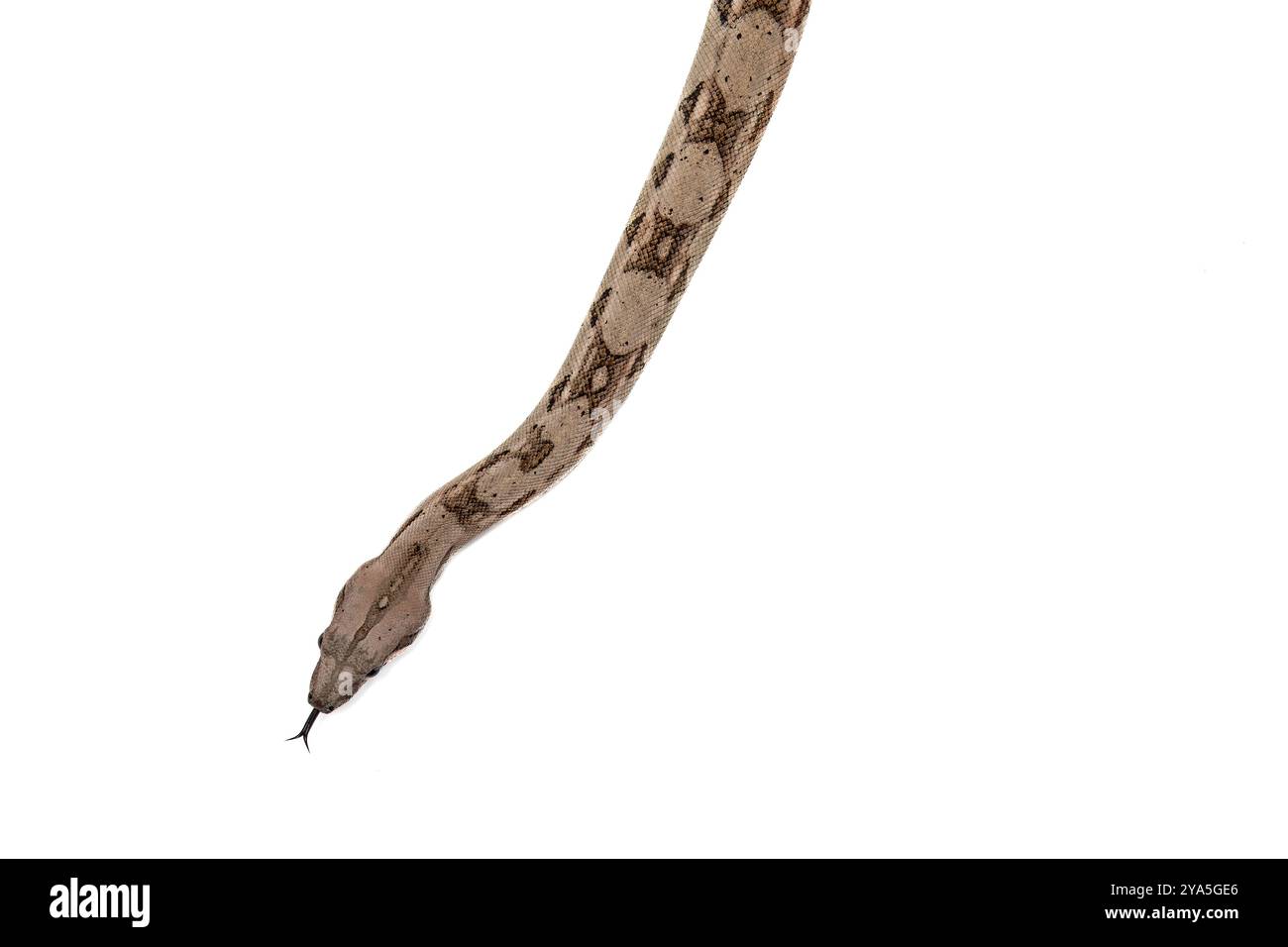 Very large snake Cut Out Stock Images & Pictures - Alamy