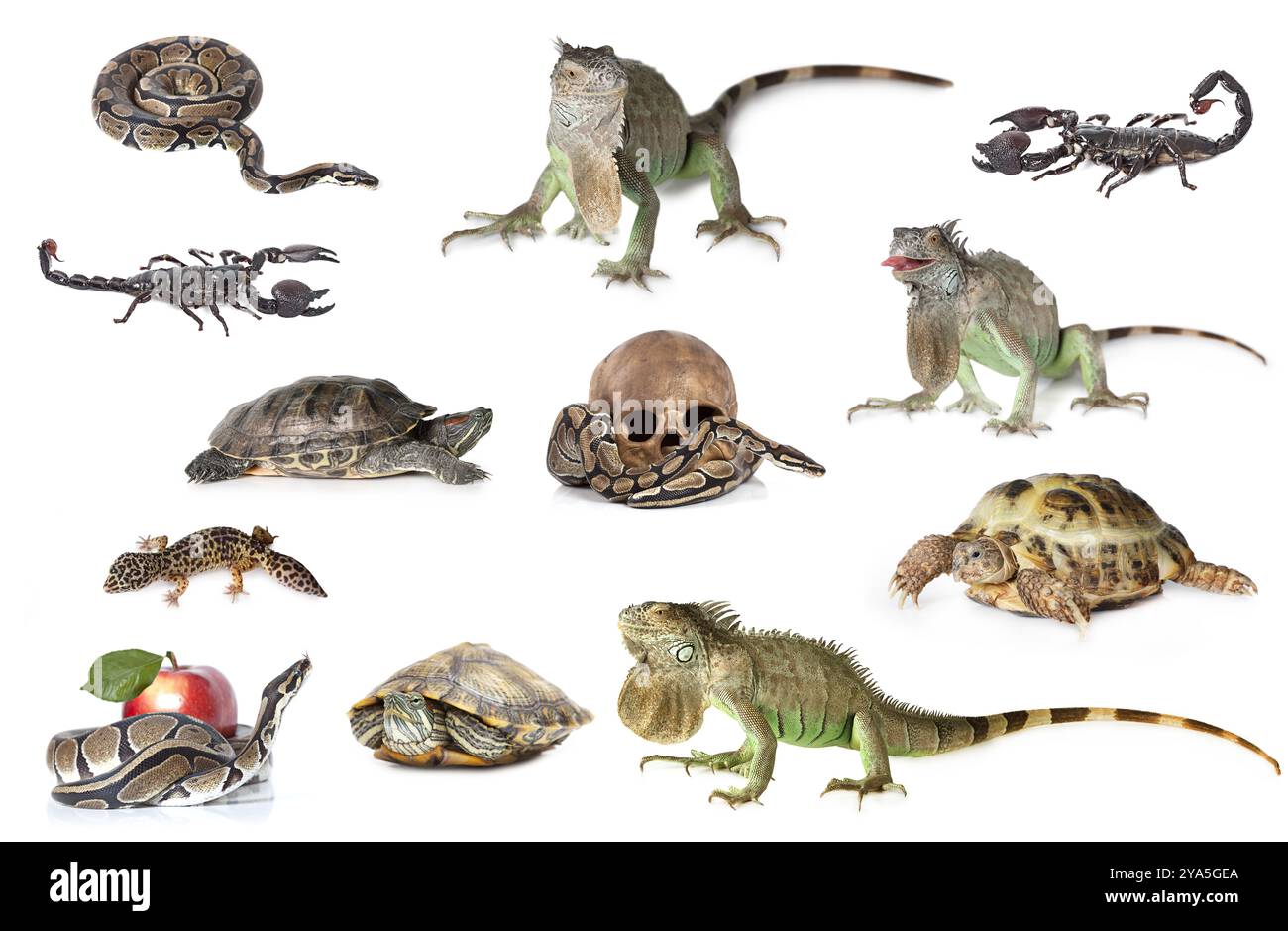 Large collection of reptile, pets and exotic animals in different ...