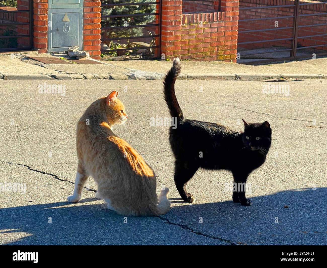 Two stray cats Stock Photo - Alamy
