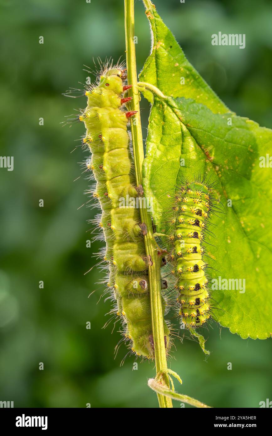 Emperor Moth caterpillar - Saturnia pavoniella, beautiful rare moth ...