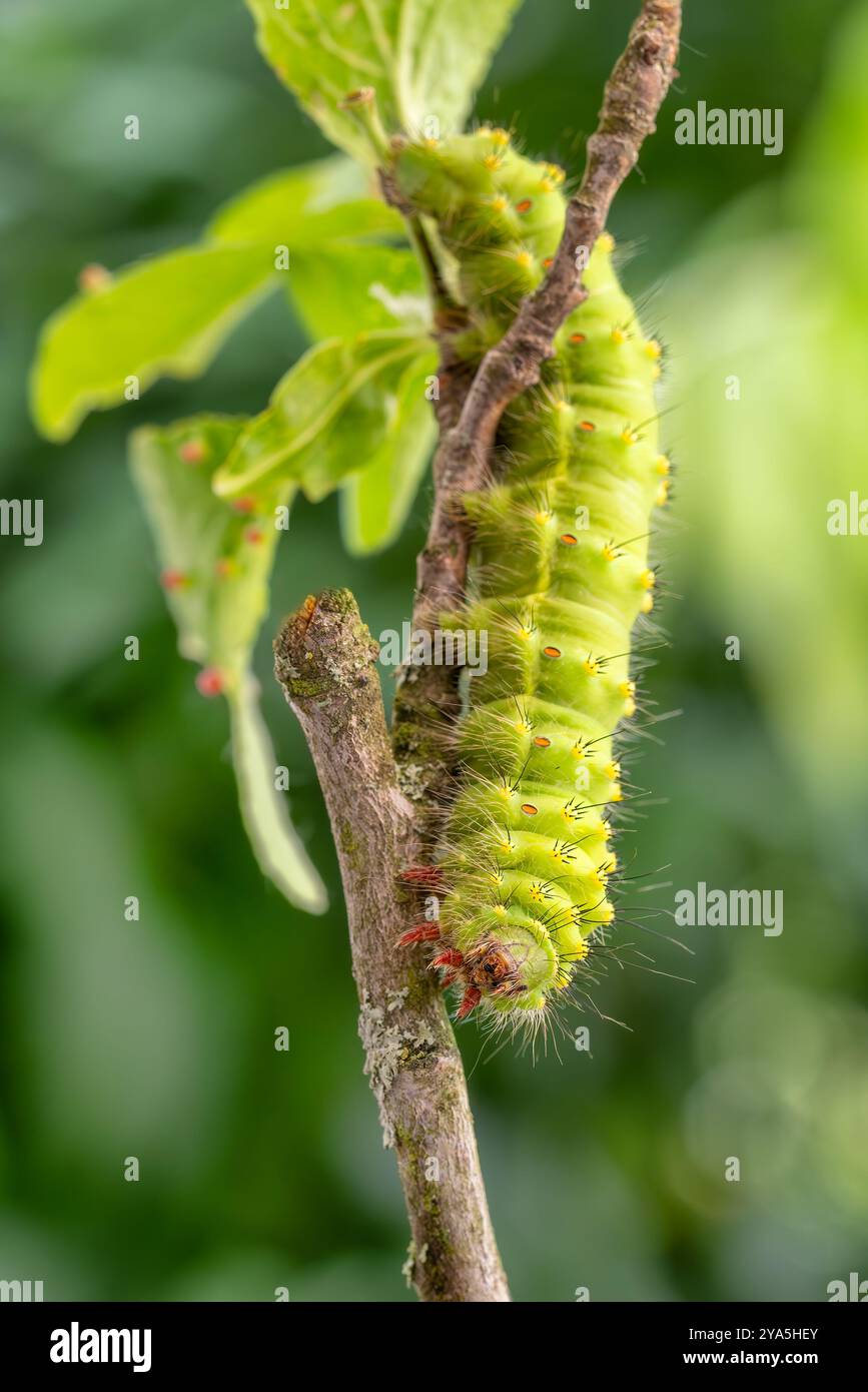 Emperor Moth caterpillar - Saturnia pavoniella, beautiful rare moth ...