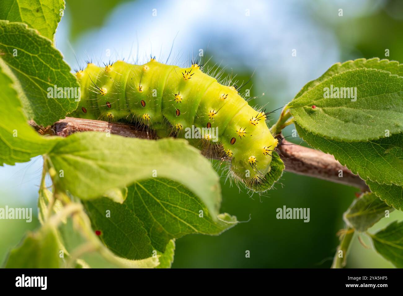 Emperor Moth caterpillar - Saturnia pavoniella, beautiful rare moth ...