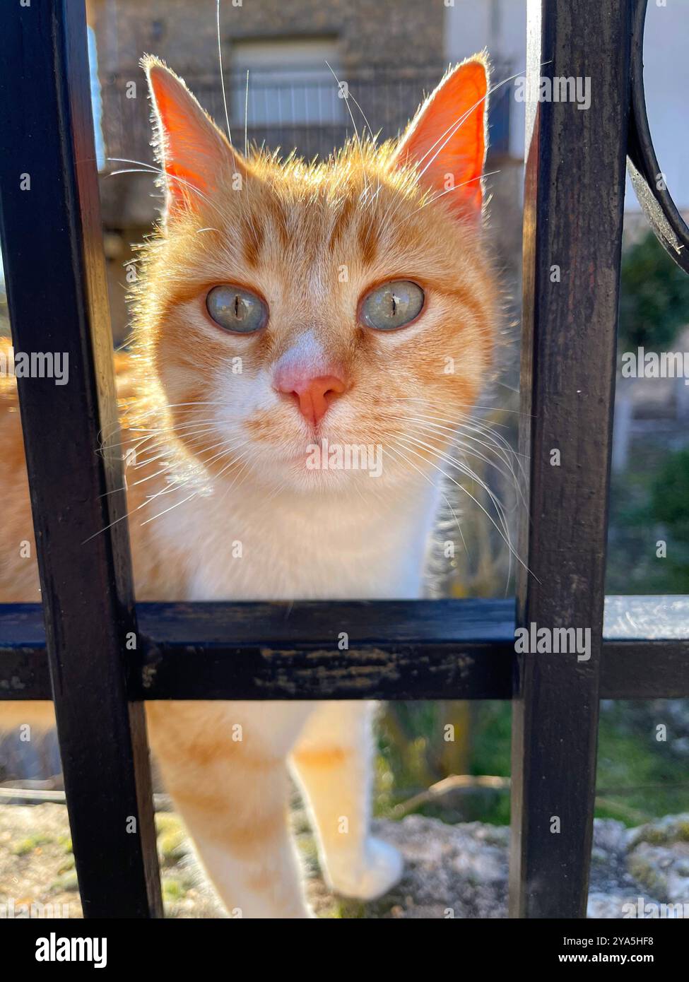 Tabby cat looking behind hi-res stock photography and images - Alamy