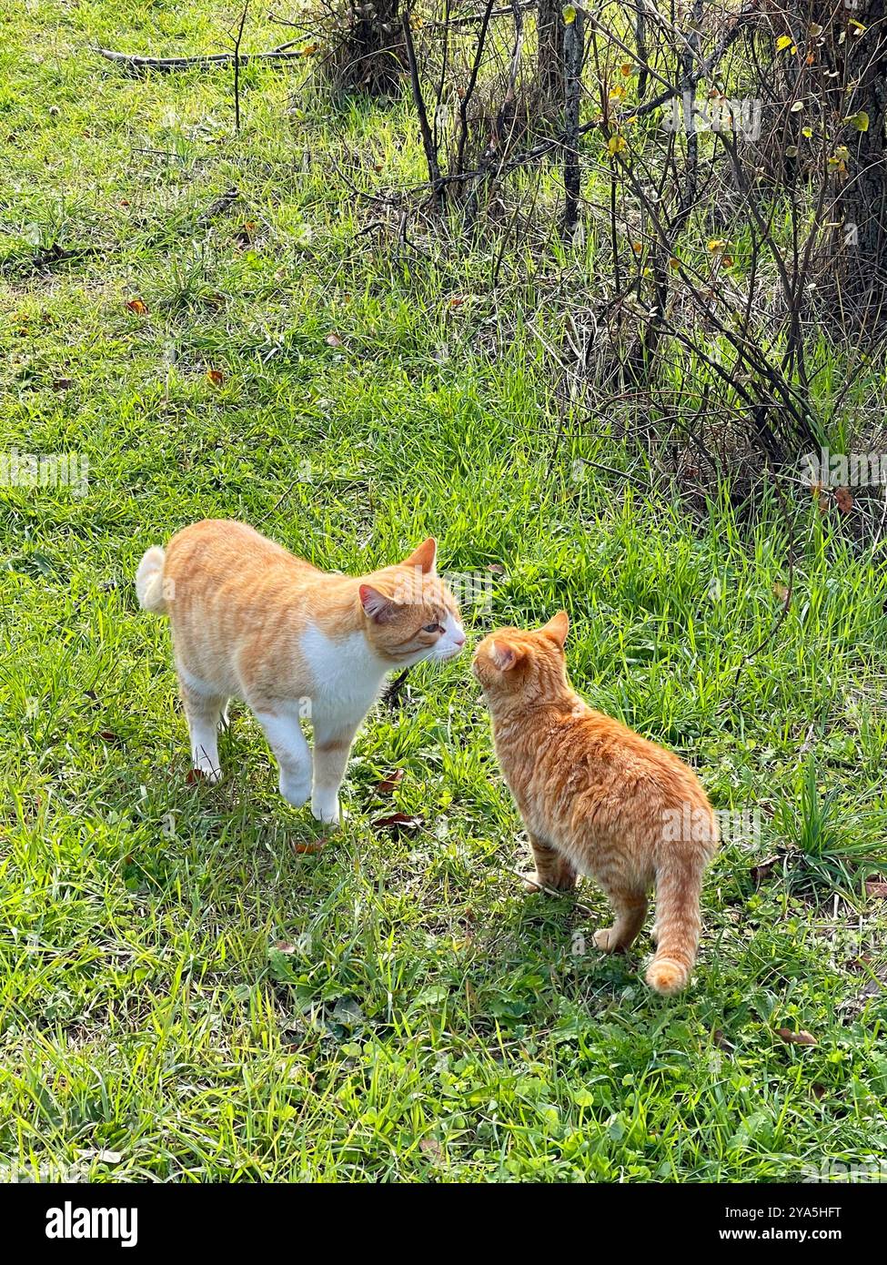 Two stray cats in contact Stock Photo - Alamy