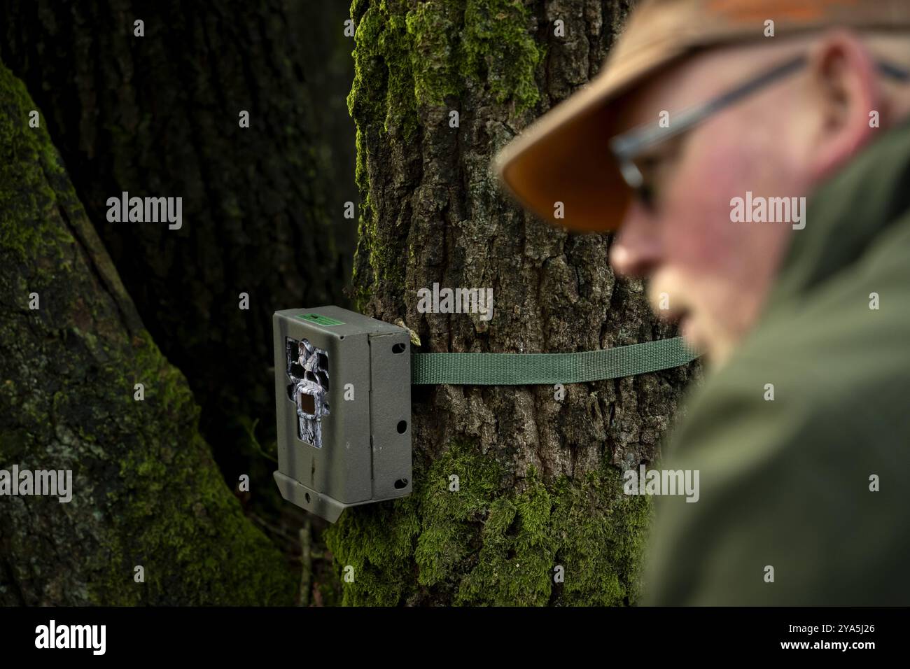 ELSPEET - Wolf researcher Hans hangs up a wildlife camera to capture ...