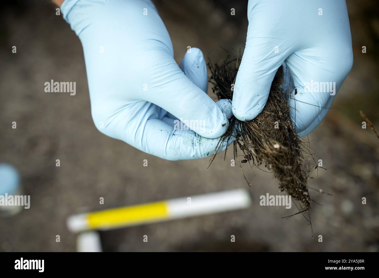 ELSPEET - Wolves defecate on the North Veluwe. Wolf researcher Hans ...
