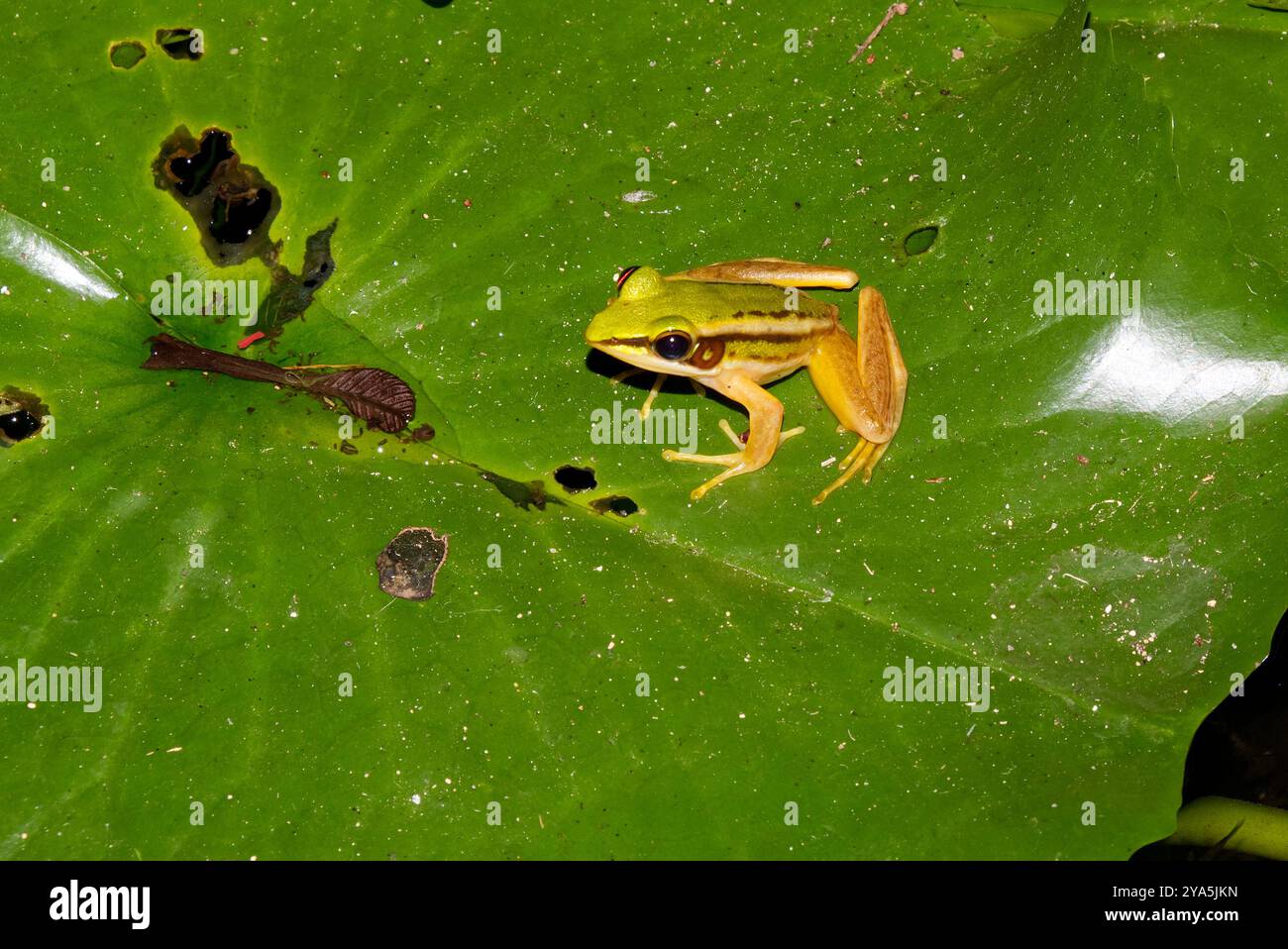 Green paddy frog hi-res stock photography and images - Alamy