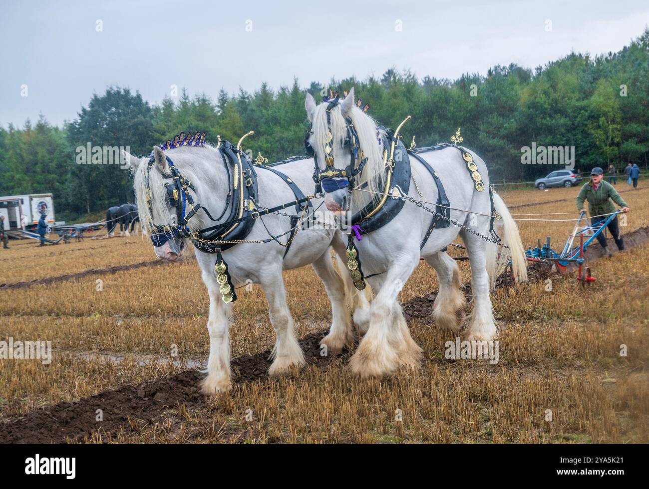 Perlethorpe, Nottinghamshire, UK, 12 October 2024. The 73rd British ...